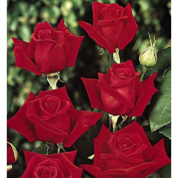 Rosier Dame De Coeur