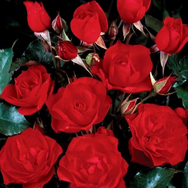 Vente rosier en ligne : Rosier fleurs groupées