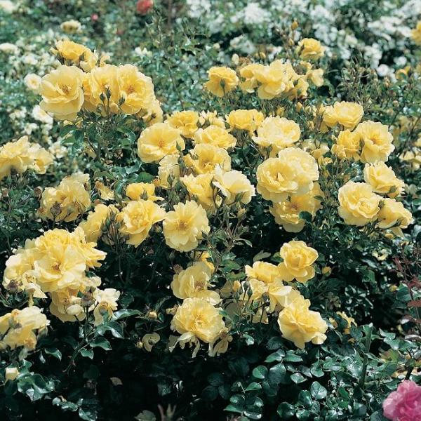 :: La Roseraie Laperriere :: Vente de rosiers en ligne