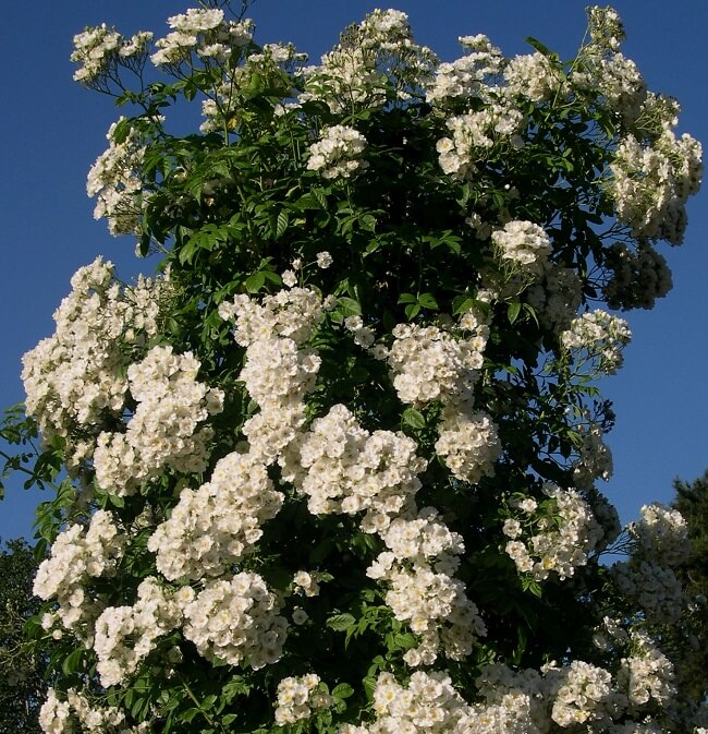 Achat Rosier GPT BOBBIE JAMES