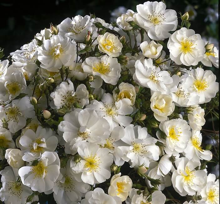 Achat Rosier GPT BOBBIE JAMES