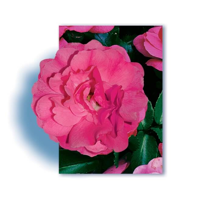 Achat Rosier TIGE EMERA ® Noatraum