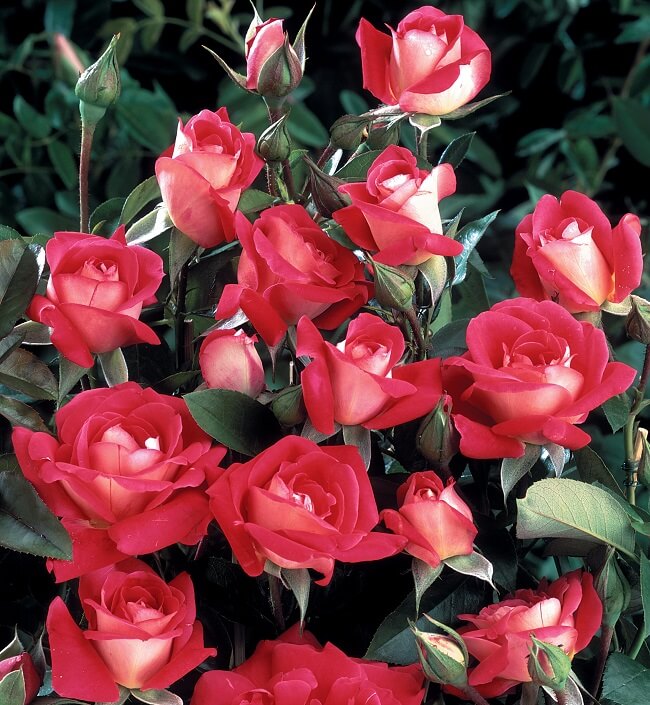 Achat Rosier FRANK MICHAEL ® Taneidol