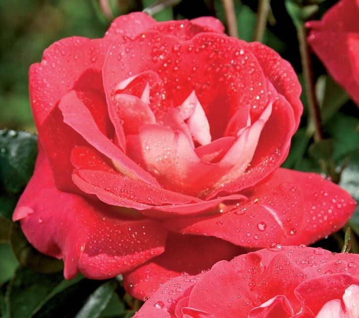 Achat Rosier FRANK MICHAEL ® Taneidol