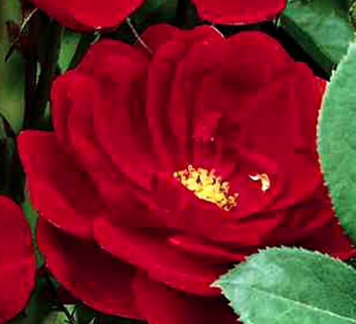 Achat Rosier LILI MARLENE