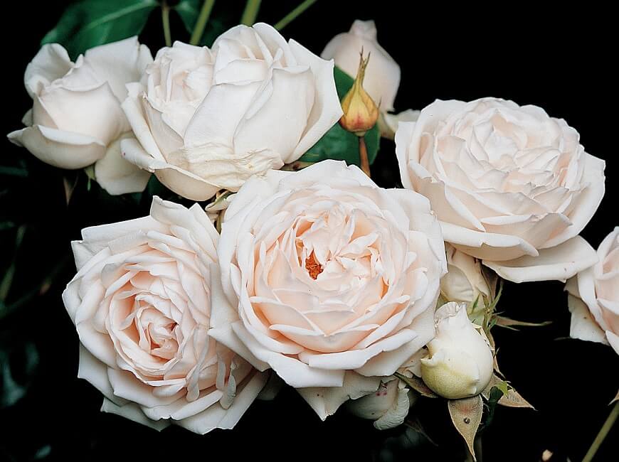 Achat Rosier MARTINE GUILLOT ® Masmabay