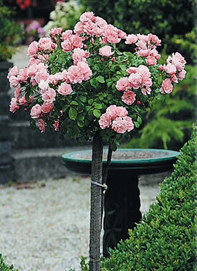 Achat Rosier MINI-TIGE MAREVA ® Noamel