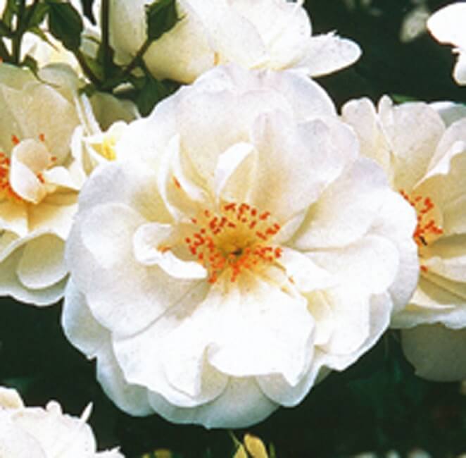 Achat Rosier MINI-TIGE OPALIA ® Noaschnee