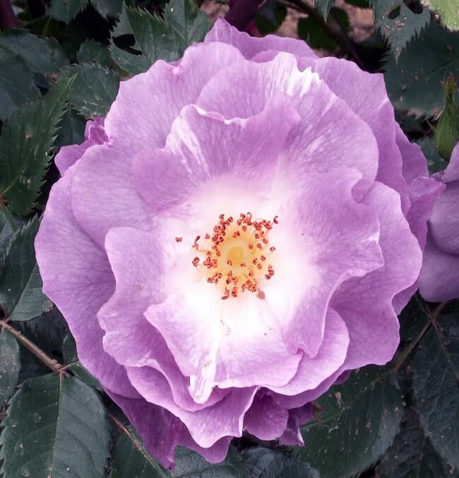 Achat Rosier PACIFIC DREAM ® Pejamblu