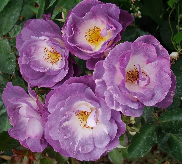 Achat Rosier PACIFIC DREAM ® Pejamblu