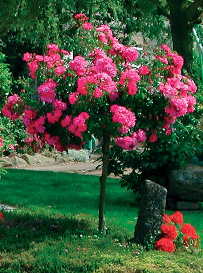 Achat Rosier TIGE EMERA ® Noatraum